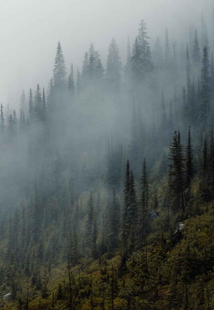 Early 19th Century English Regency Mahogany Sideboard | Paw Feet & Pea